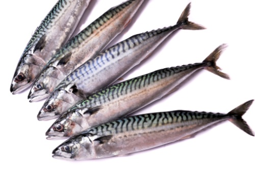 Sgombri al profumo d’aglio e limone | Ginger & Tomato